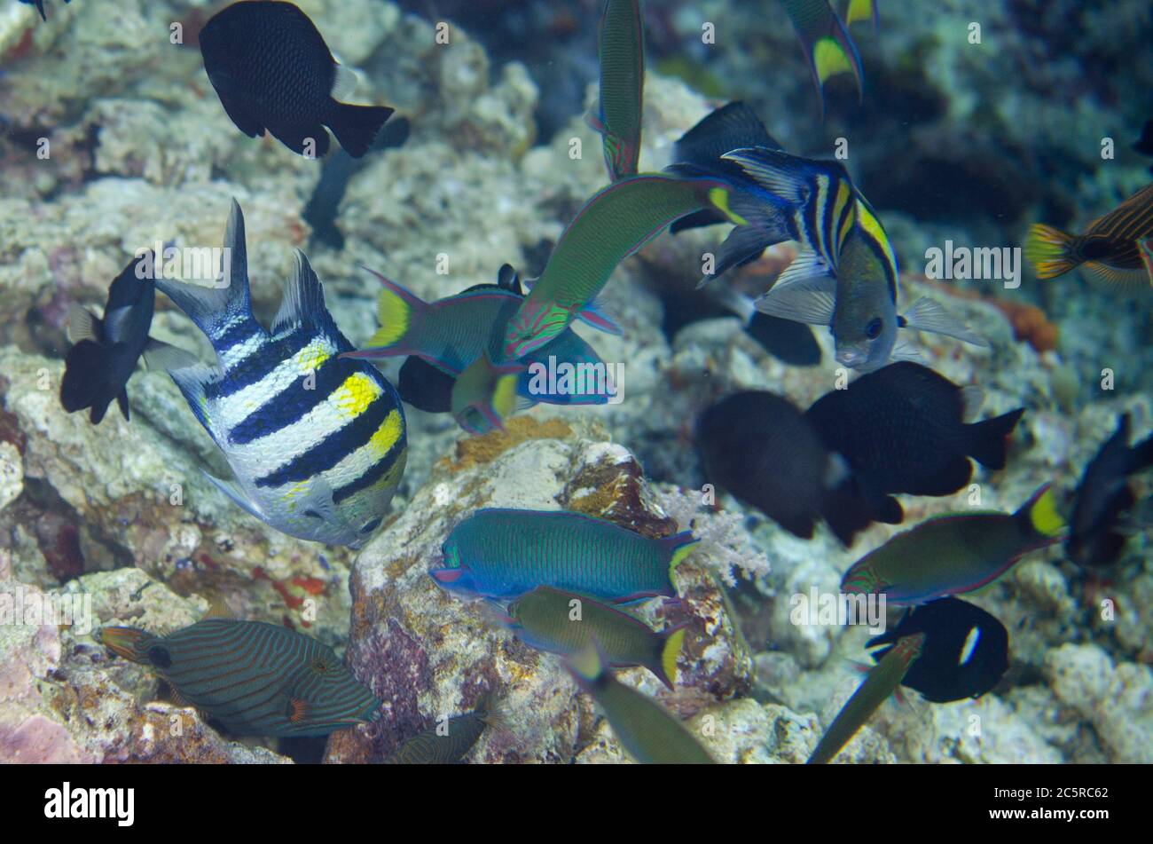 Moon Wrasse, Thalassoma lunare, Keyhole Angelfish, Centropyge tibicen ...
