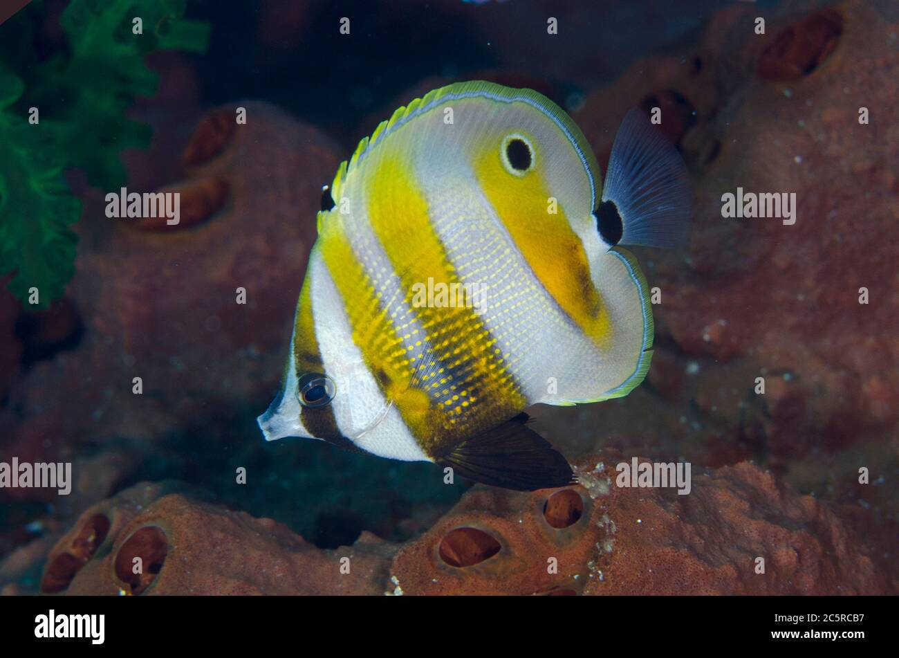Orange-banded Coralfish, Coradion chrysozonus, Fibacet Pinnacle dive ...