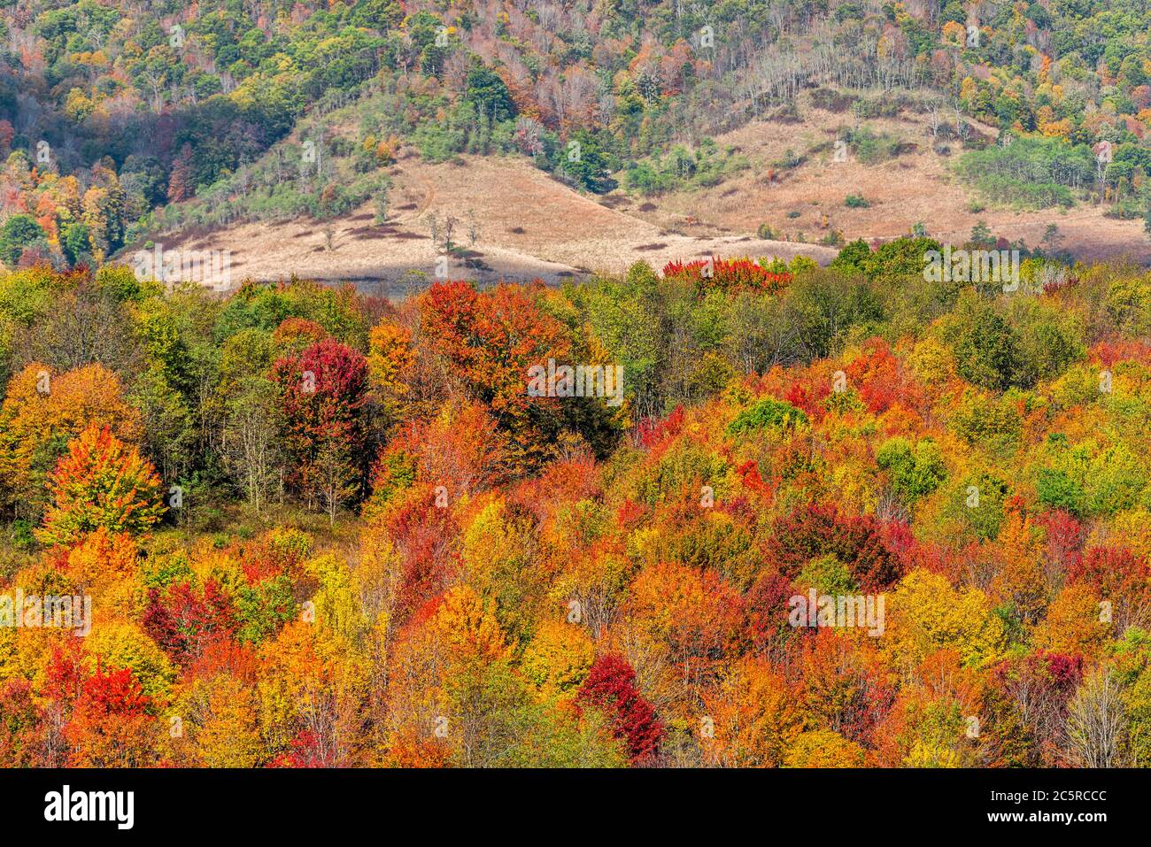 Autumn fall orange red colorful trees forest aerial above high angle ...