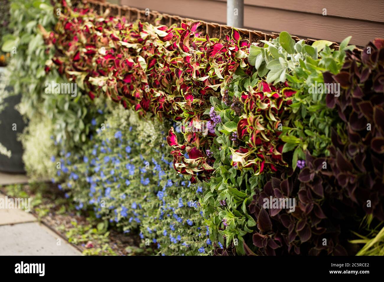Purple and green coleus hi-res stock photography and images - Alamy