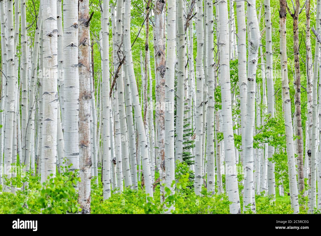 Aspen forest tree trunks pattern in summer on Kebler Pass in Colorado ...
