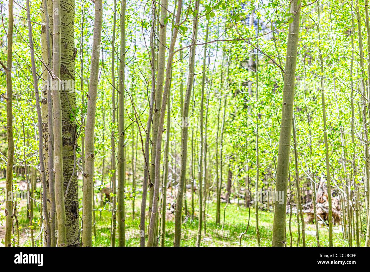Santa Fe National Forest park in New Mexico Sangre de Cristo mountains ...