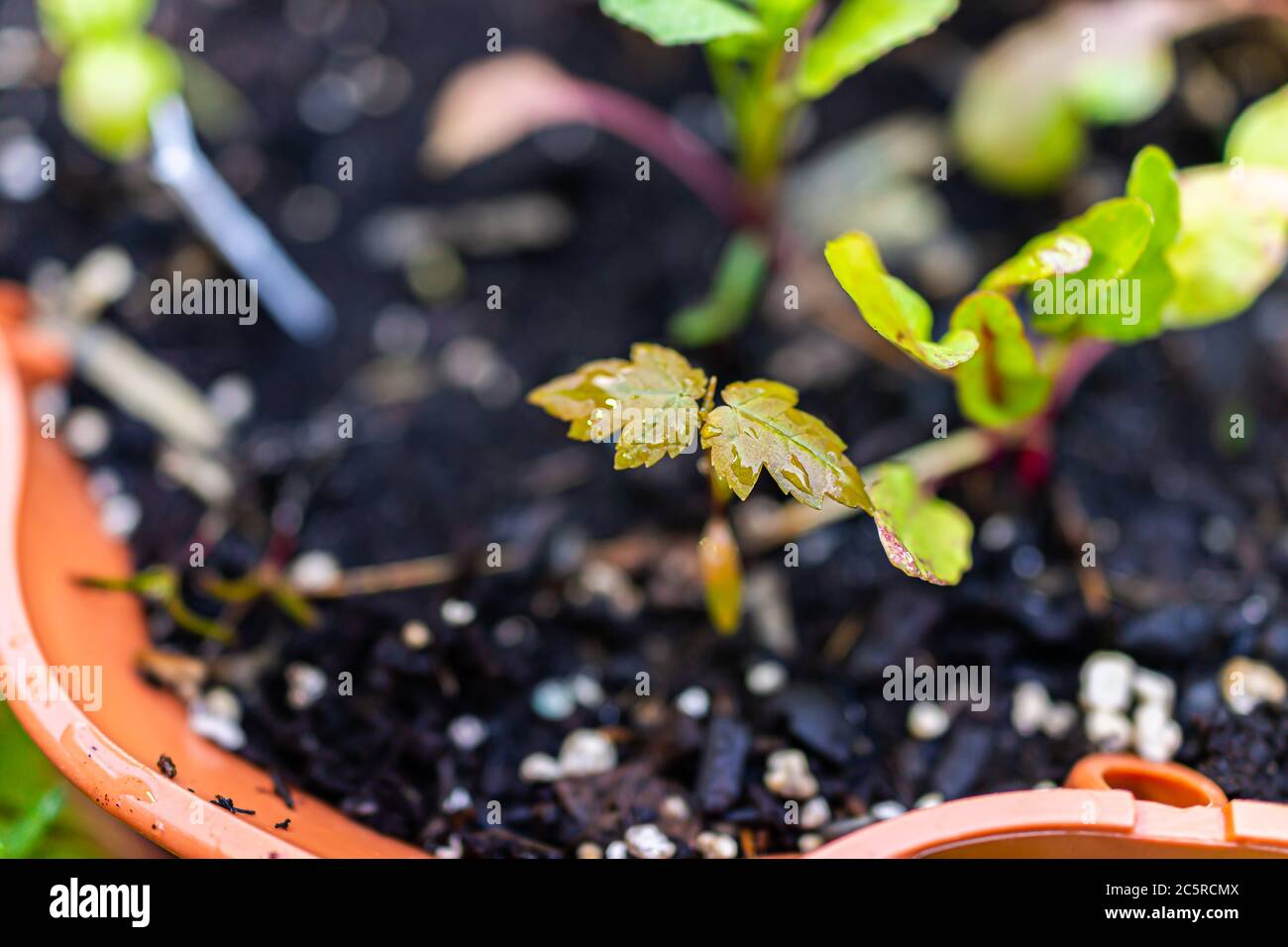 Closeup of green red small tiny maple tree sprout in orange garden ...
