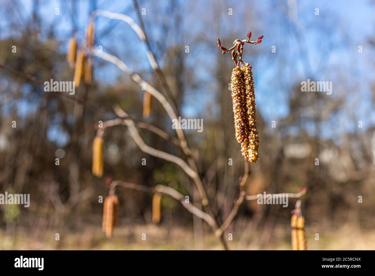 American hophornbeam tree hi-res stock photography and images - Alamy