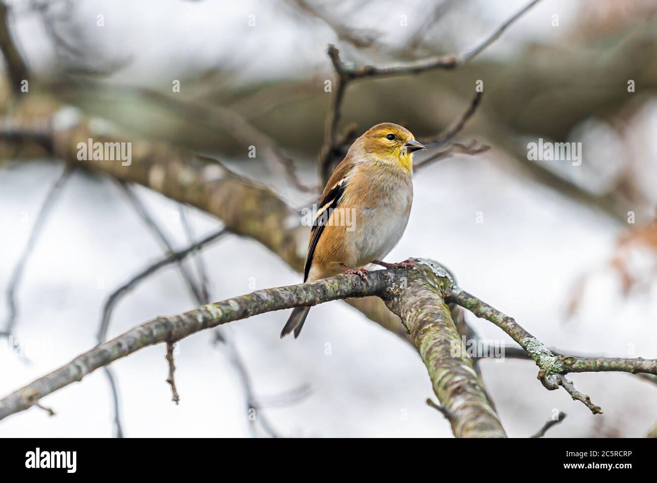 Immature goldfinch hi-res stock photography and images - Alamy