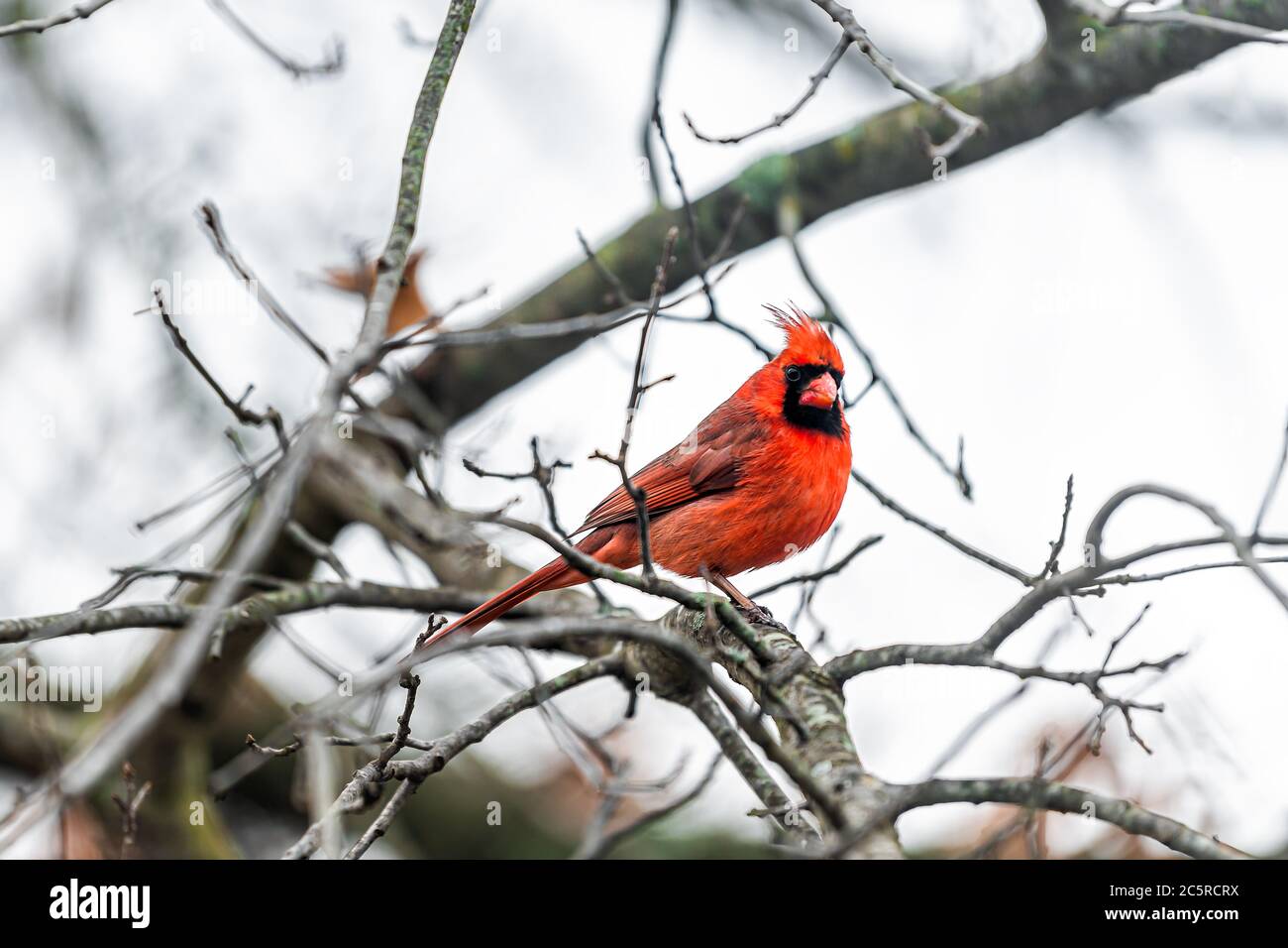 One single male red northern cardinal, Cardinalis, bird perched on bare ...