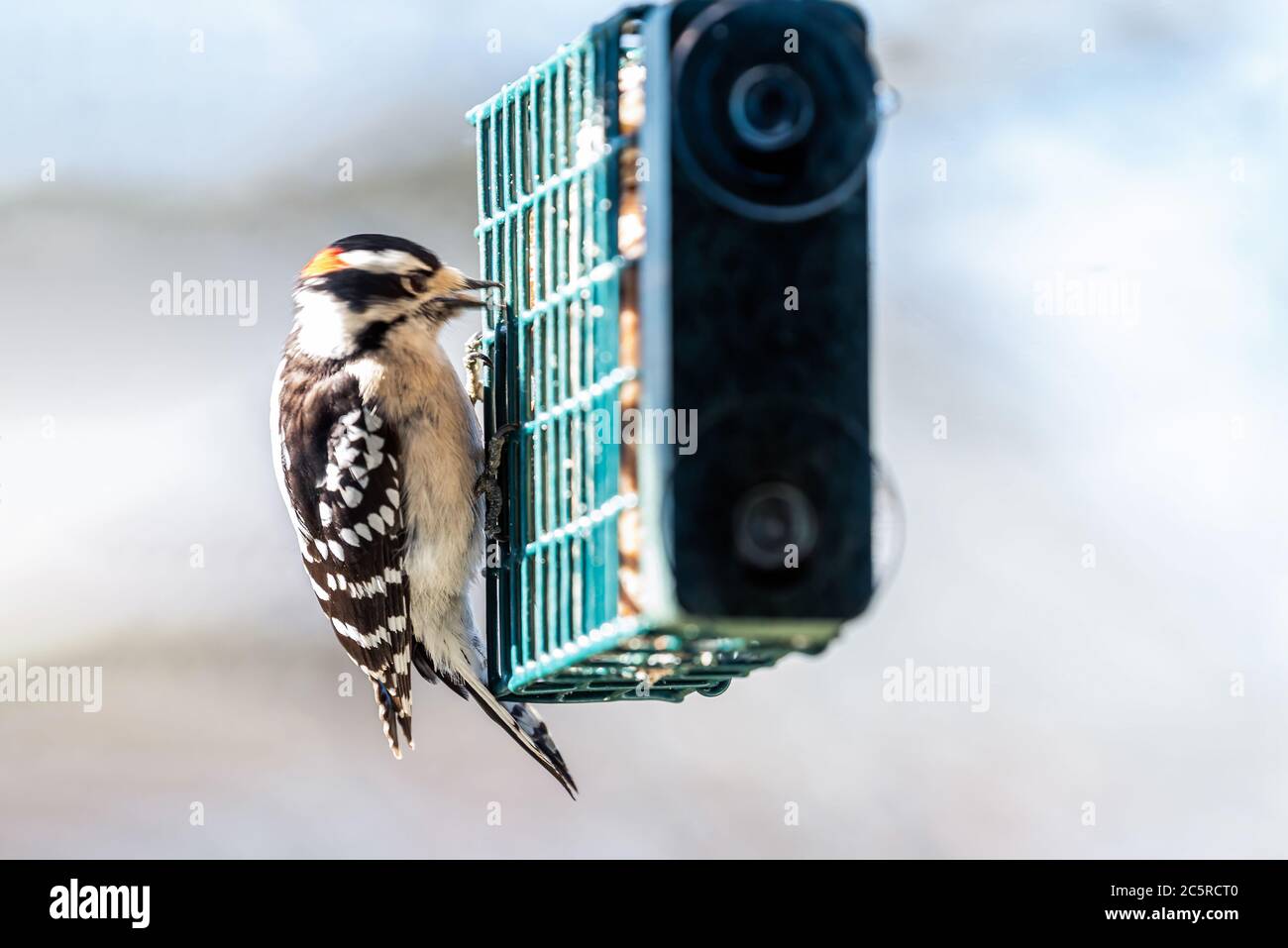 Glass bird cage hi-res stock photography and images - Alamy