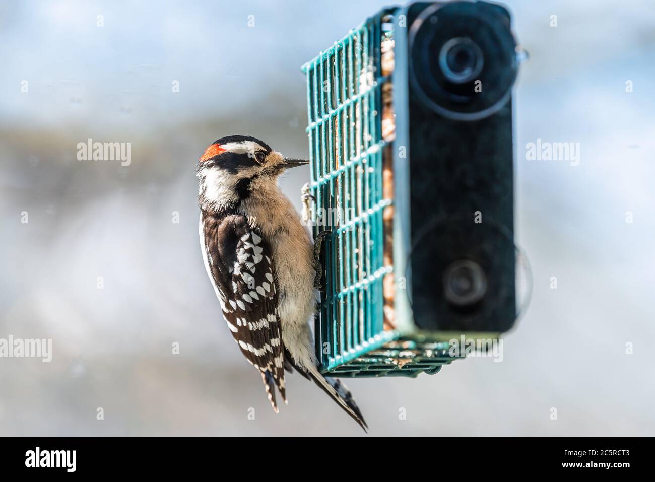 Glass bird cage hi-res stock photography and images - Alamy