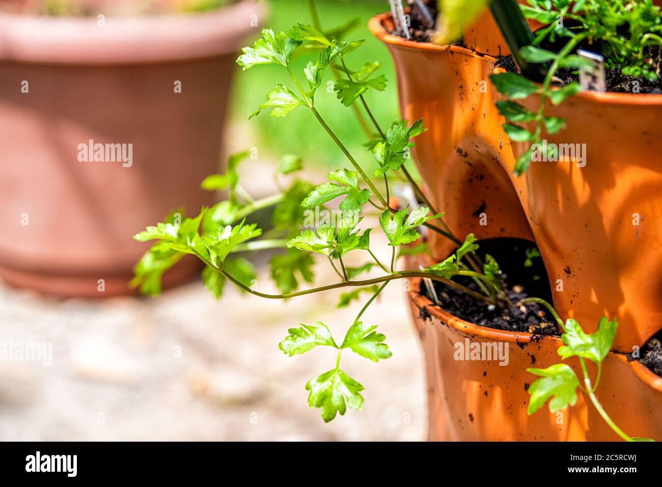 Growing celery trench hi-res stock photography and images - Alamy