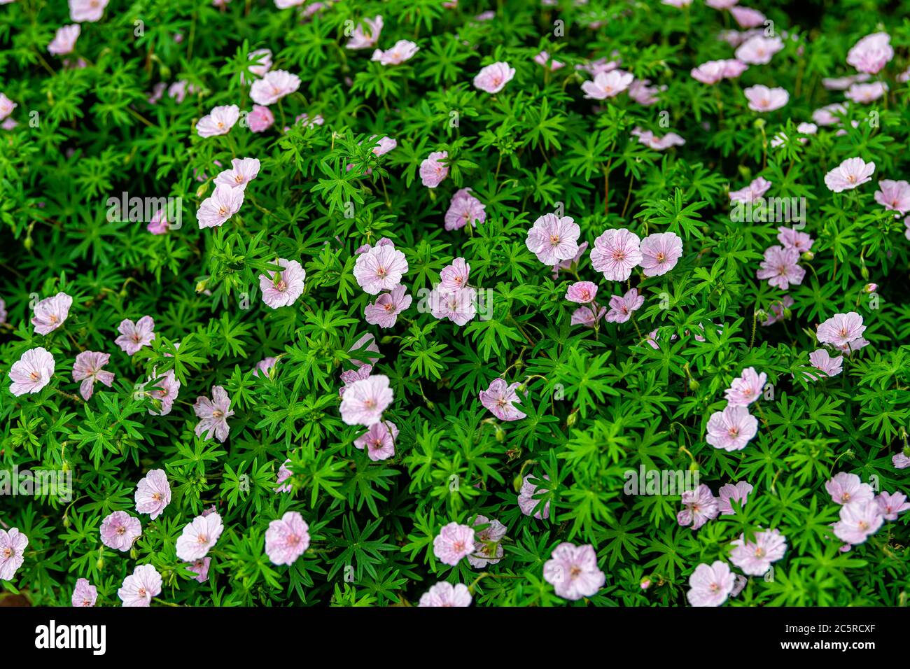 Striped Bloody Cranesbill High Resolution Stock Photography and Images ...