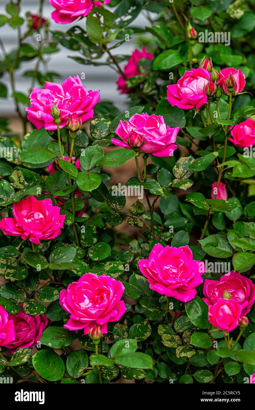 Closeup of pink roses petals blooming in summer spring garden with ...