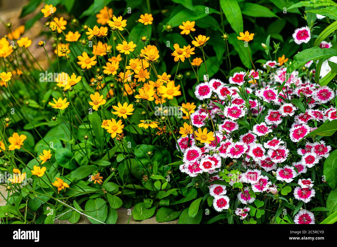 Dianthus barbatus in landscaping hi-res stock photography and images ...