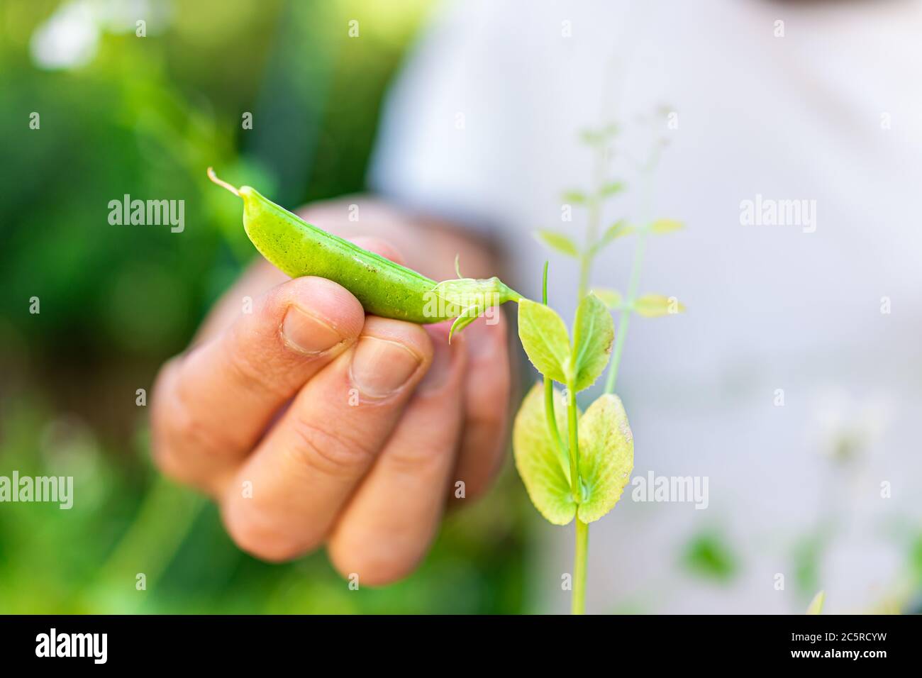 Pea man hi-res stock photography and images - Alamy