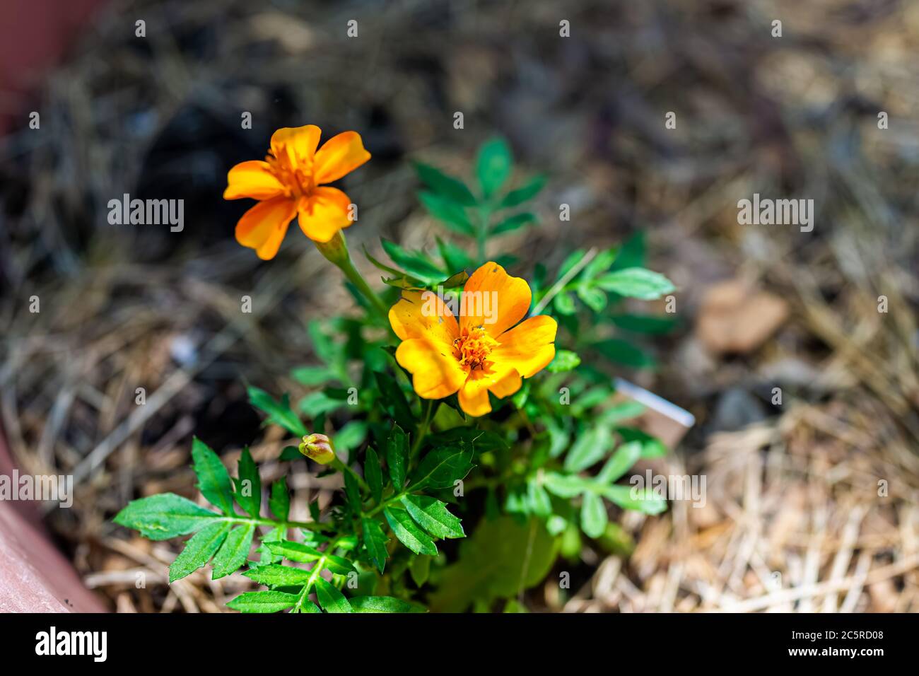 French dwarf marigold hi-res stock photography and images - Alamy