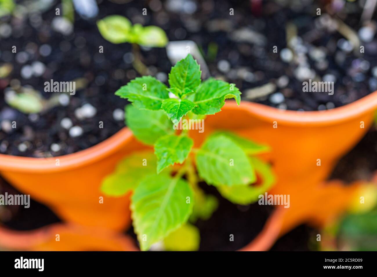 Closeup macro of African blue spice basil variety cultivar growing in ...