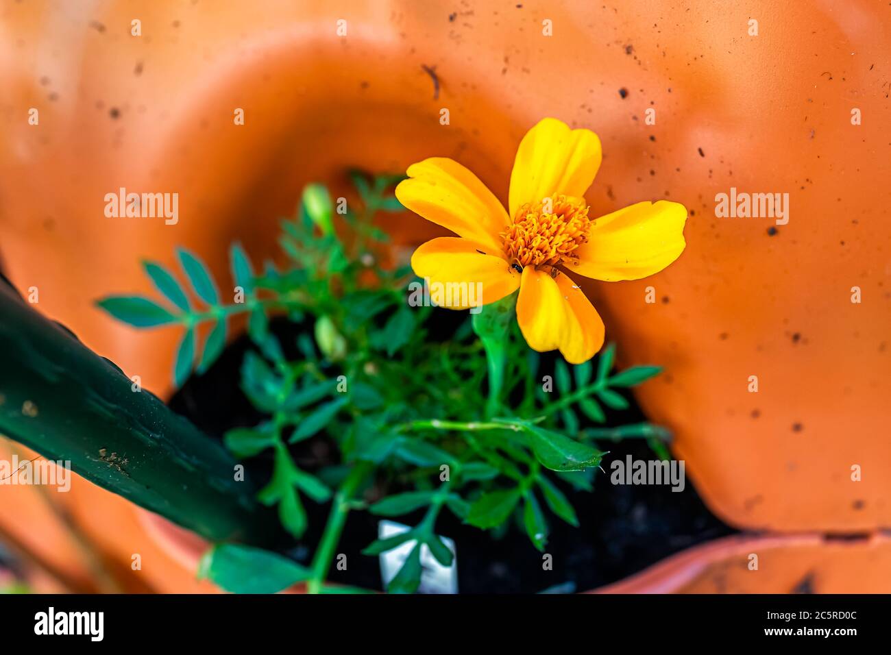 Marigold tagetes container hi-res stock photography and images - Alamy