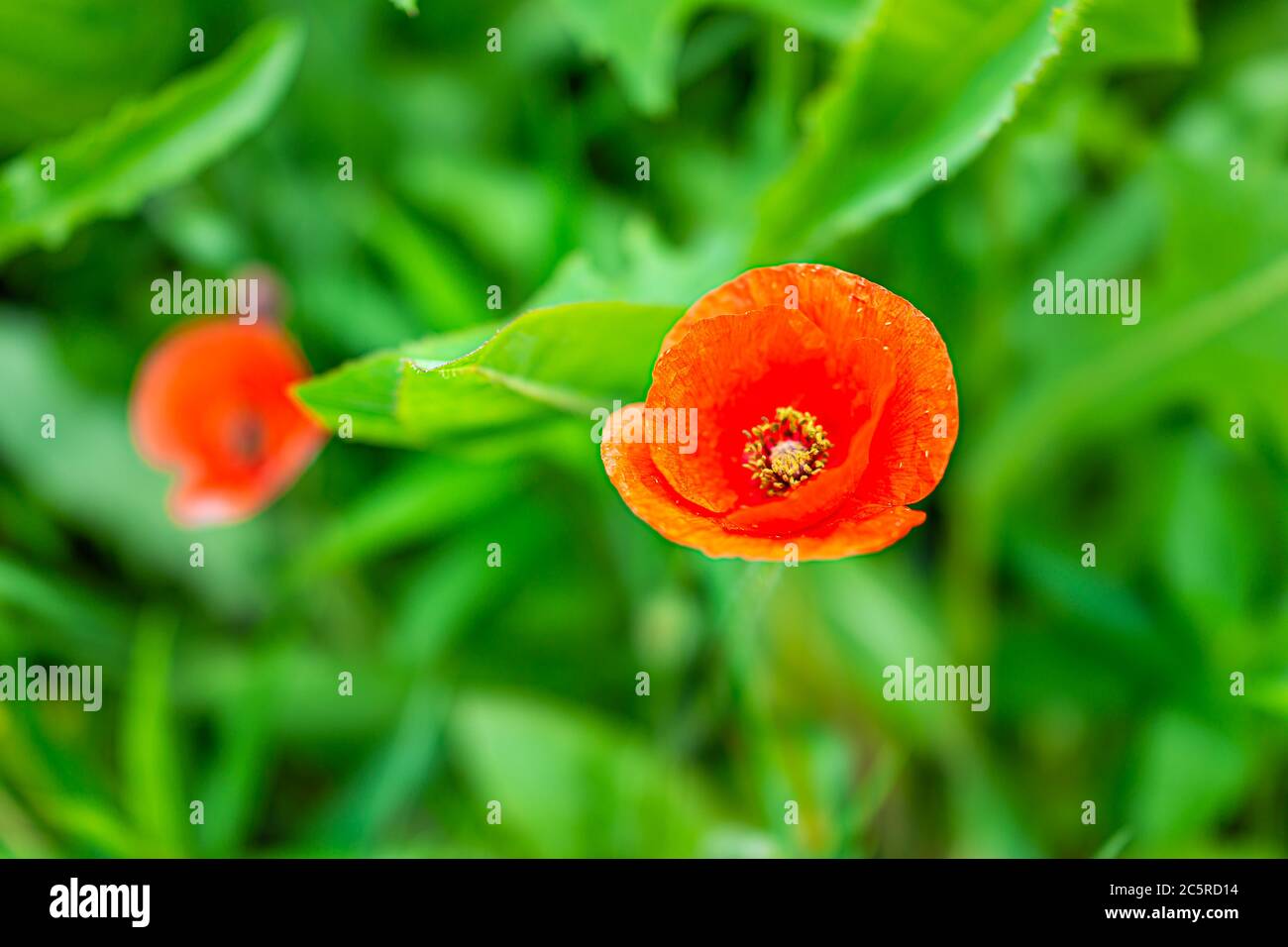 Closeup macro of wild orange red corn poppy popppies wildflowers ...