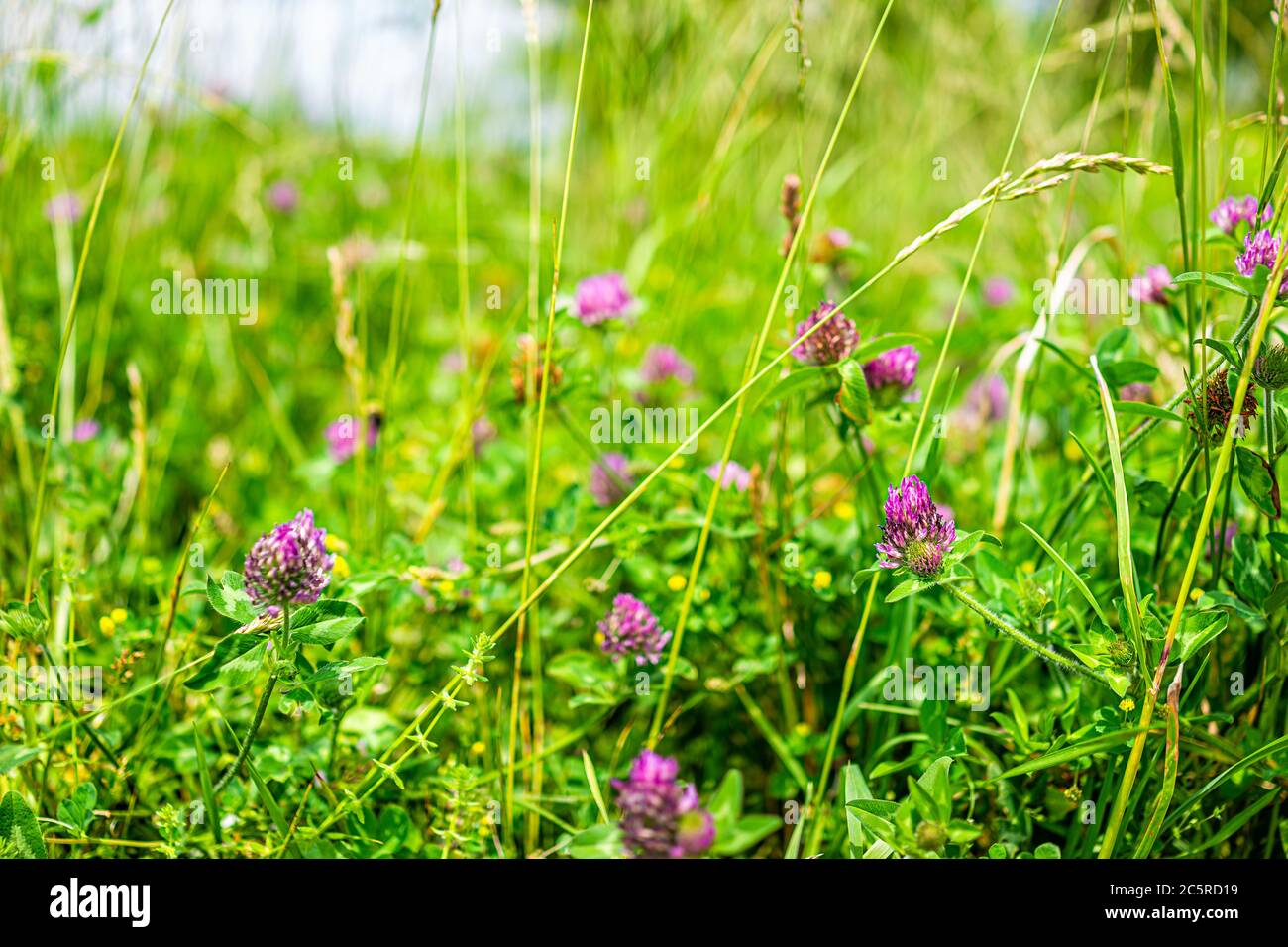 Red blue pink wildflowers hi-res stock photography and images - Alamy
