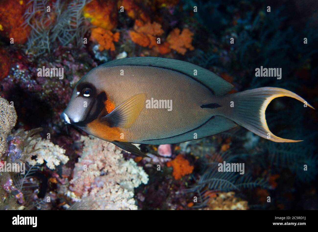 Mimic Surgeonfish, Acanthurus pyroferus, Boo Window dive site, Misool ...