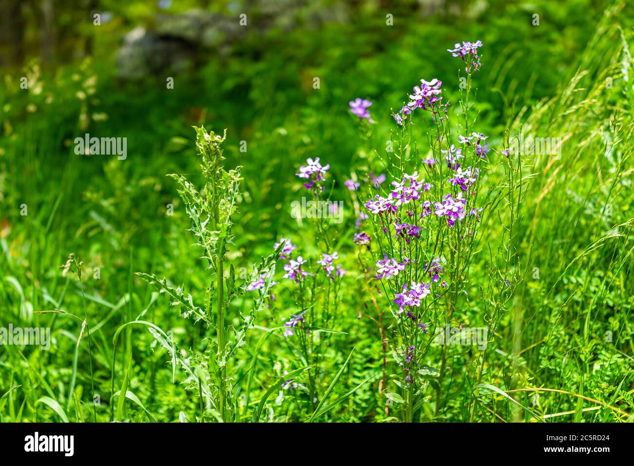 White Wildflowers In Virginia