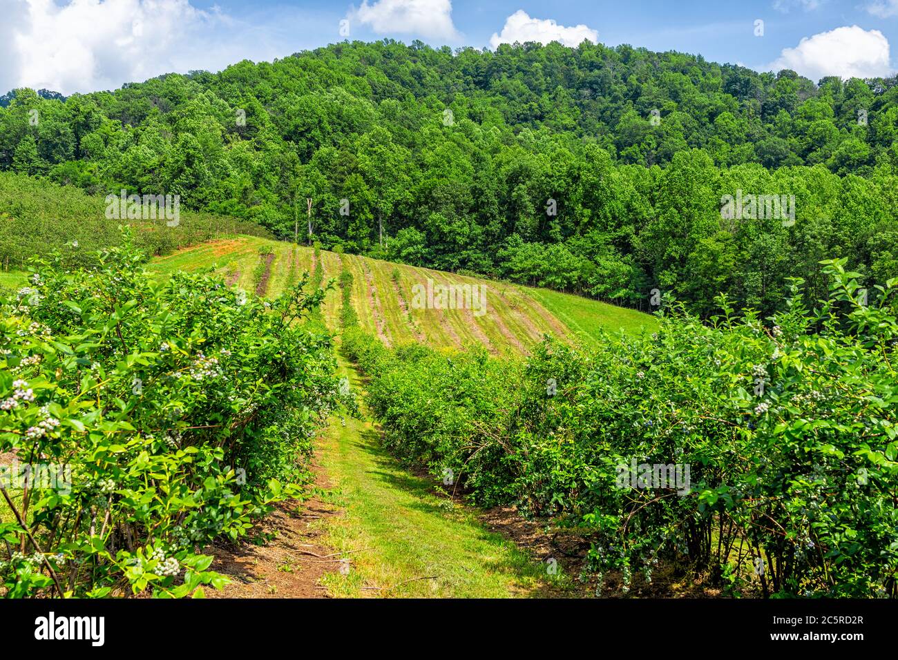 Virginia with rolling hills mountains farm in summer with idyllic rural ...