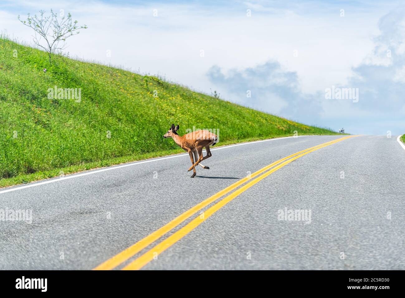 Roadkill virginia hi-res stock photography and images - Alamy