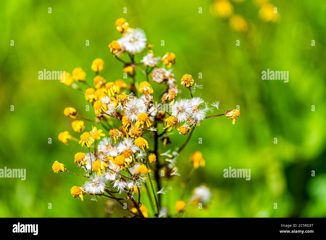 Beautiful wildflowers field texture hi-res stock photography and images ...