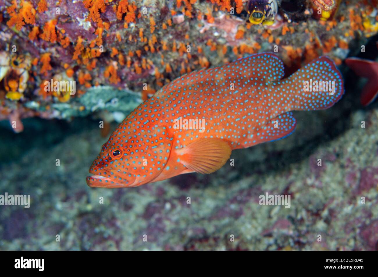 Red Coral Grouper, Cephalopholis miniata, Boo Window dive site, Misool ...