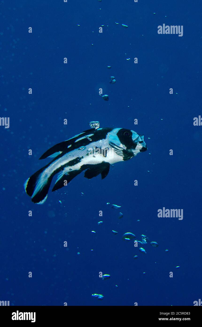 Juvenile Midnight Snapper, Macolor macularis, chasing bubbles, Too Many ...