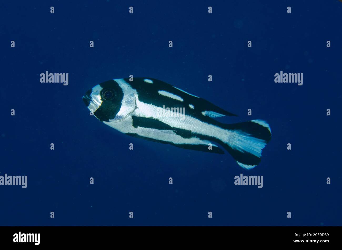 Juvenile Midnight Snapper, Macolor macularis, Too Many Fish dive site ...