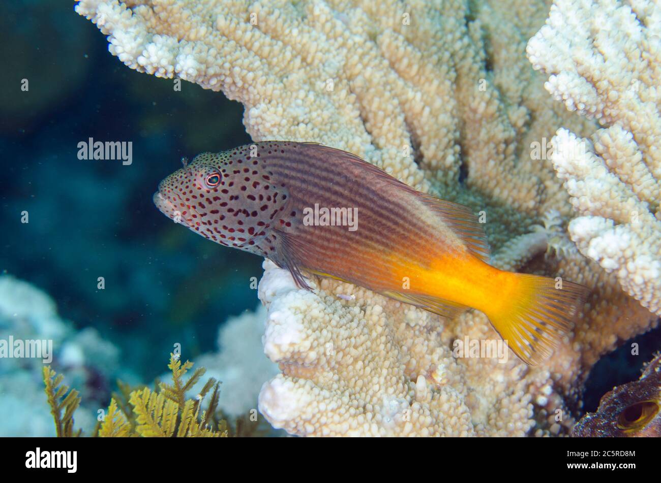 Freckled Hawkfish, Paracirrhites forsteri, Too Many Fish dive site ...