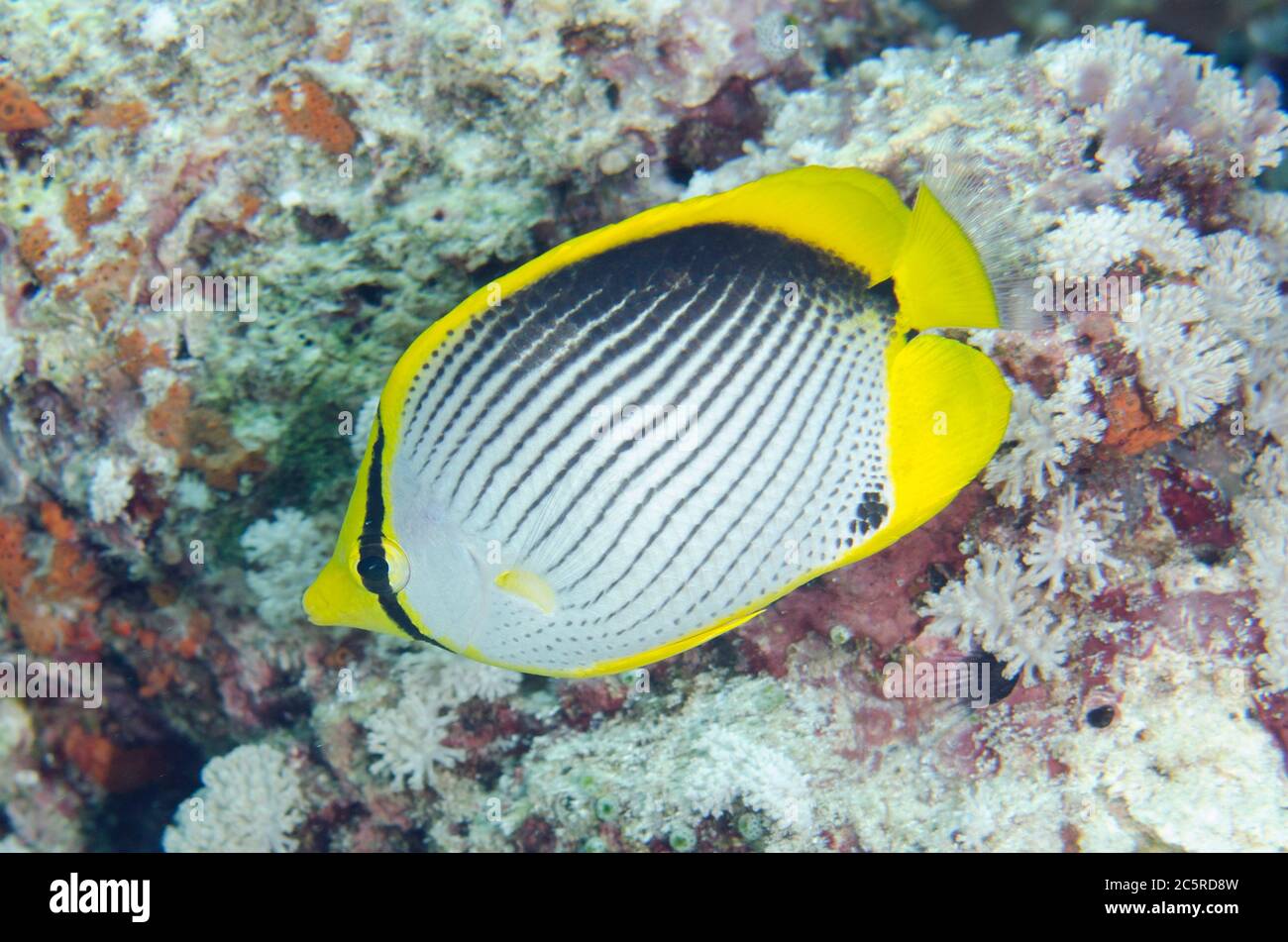 Black-backed Butterflyfish, Chaetodon melannotus, Too Many Fish dive ...