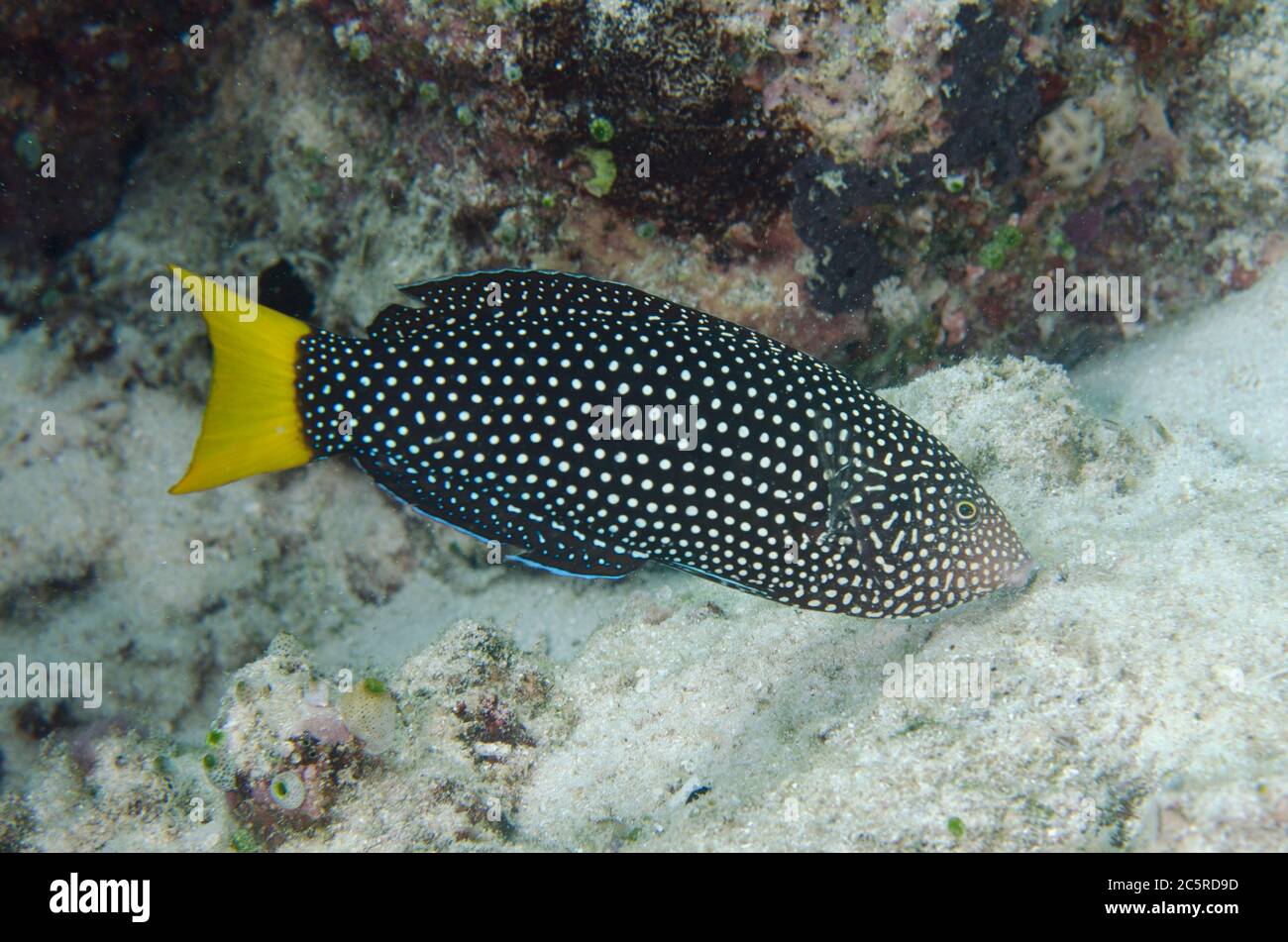 Meleagrides hi-res stock photography and images - Alamy