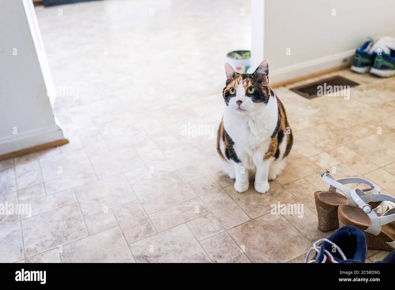 Cat begging food hi-res stock photography and images - Alamy
