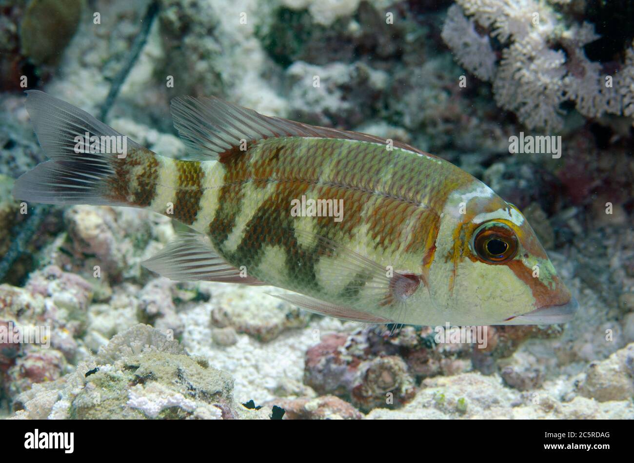 Longfin Emperor, Lethrinus erythropterus, Too Many Fish dive site, Koon ...