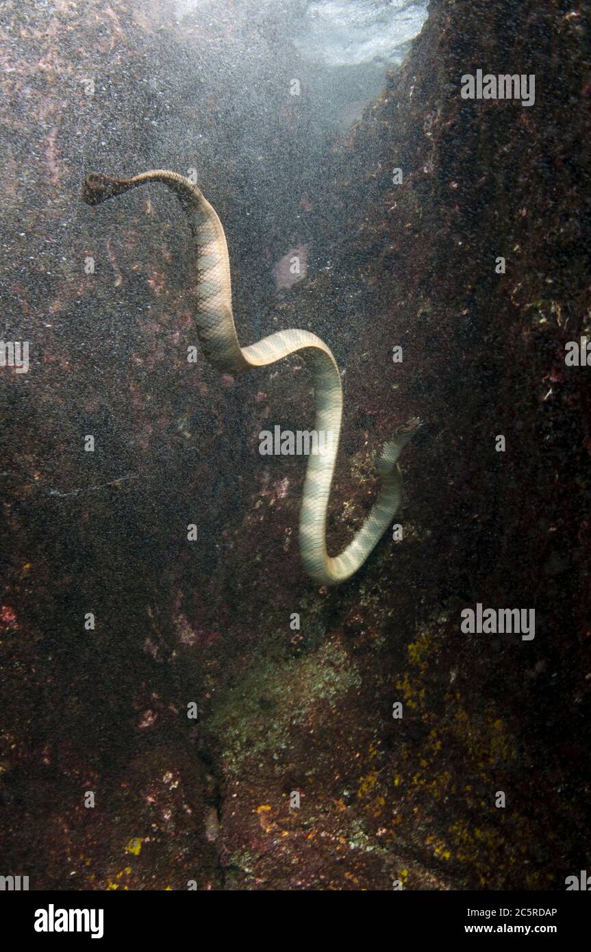 Chinese Sea Snake, Laticauda semifasciata, Snake Ridge dive site, Manuk ...