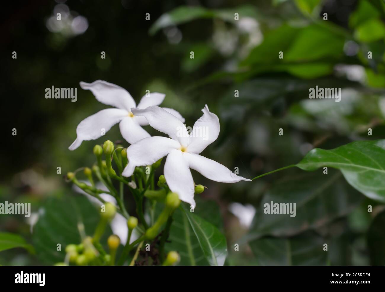 Five petal hi-res stock photography and images - Alamy