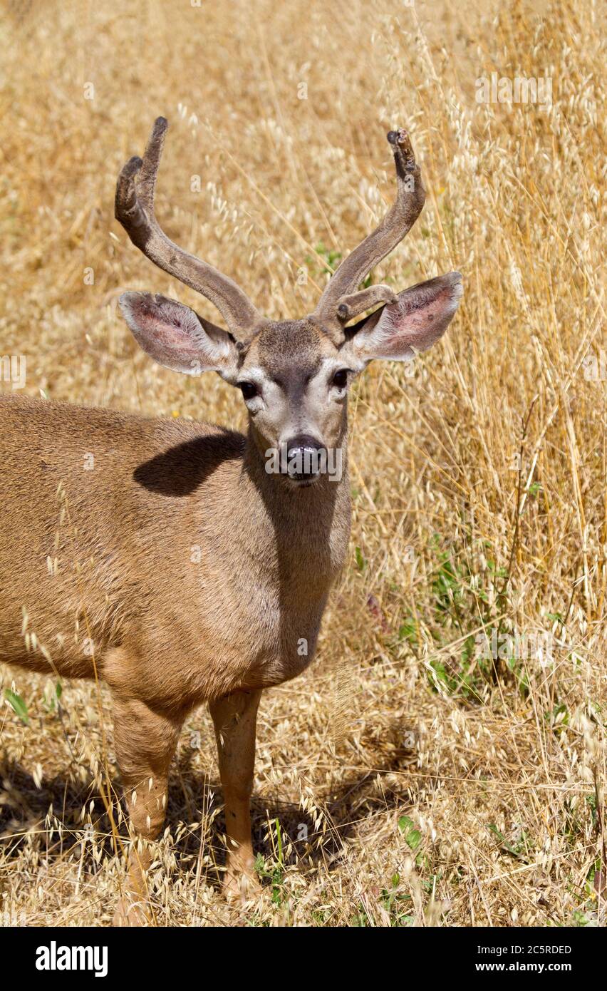 Black tailed Deer Buck with Full Antlers Stock Photo - Alamy