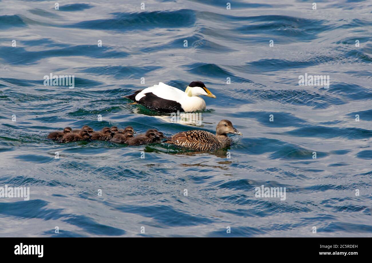 Common Eider Drake and Hen and Ten Chicks Stock Photo - Alamy