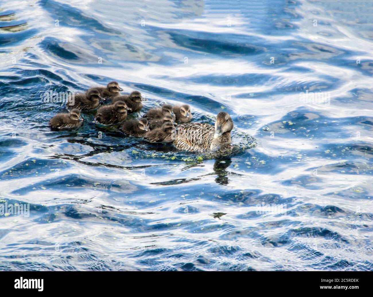 Common Eider Hen and Ten Chicks Swimming Stock Photo - Alamy