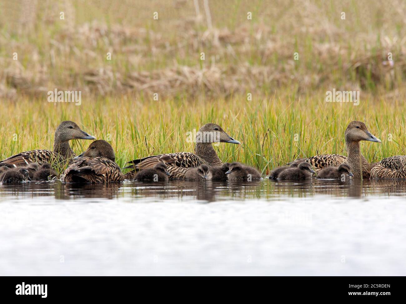 Common Eider Hens and Chicks Stock Photo - Alamy