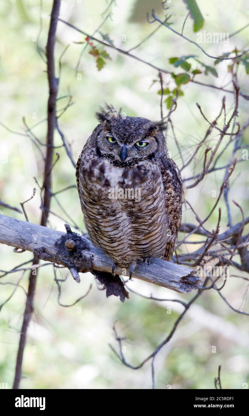 Owl with eyes open hi-res stock photography and images - Alamy