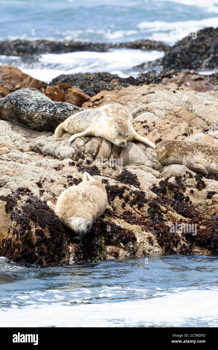 Harbor Seals Hauled out on Rocks Stock Photo - Alamy