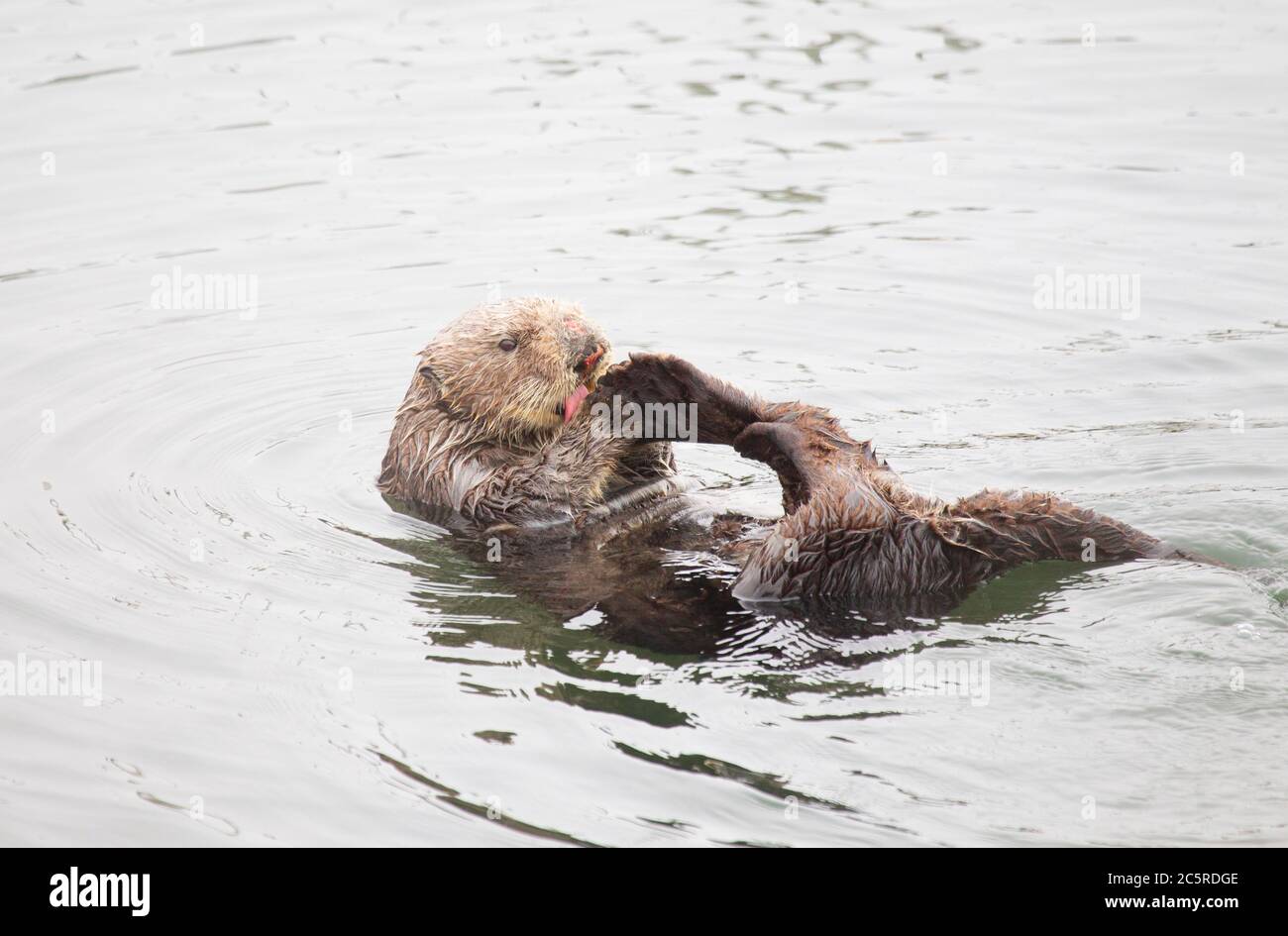 Otter foot hi-res stock photography and images - Alamy