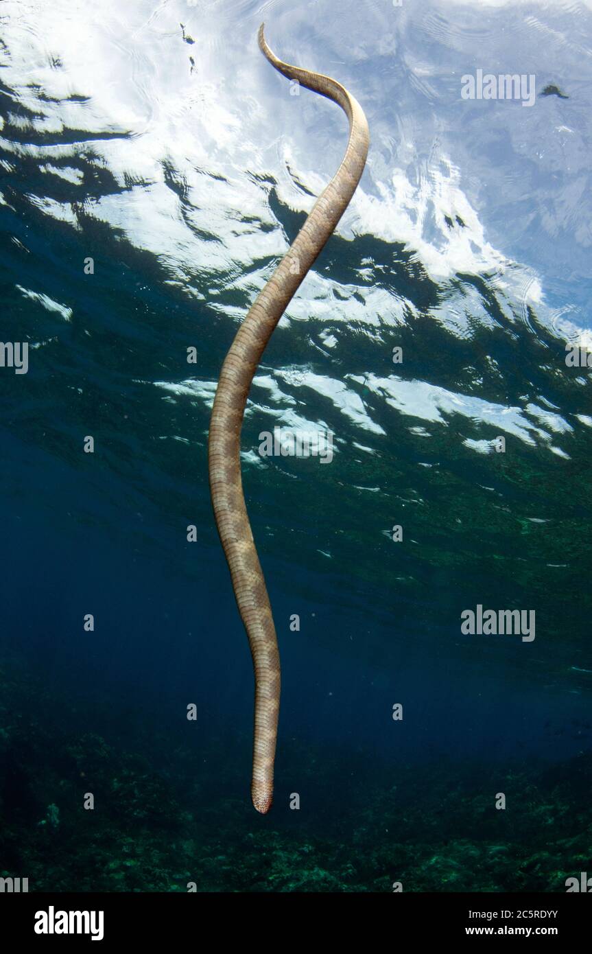 Sea snake hi-res stock photography and images - Alamy