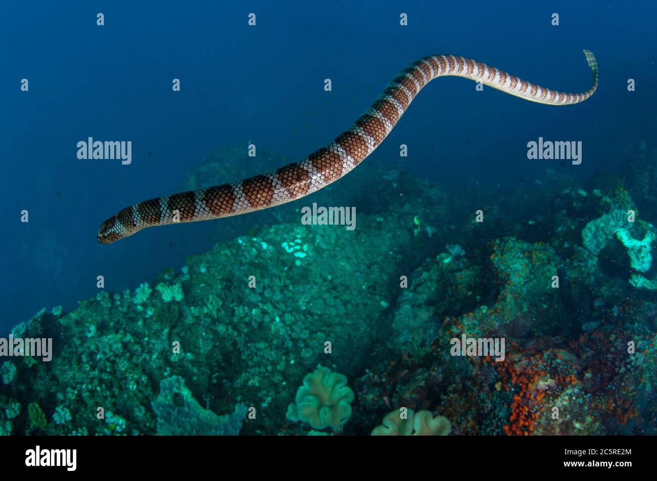Giant Snake From Red Sea Photo Grosse Seenadel, Seegras, Syngnathus