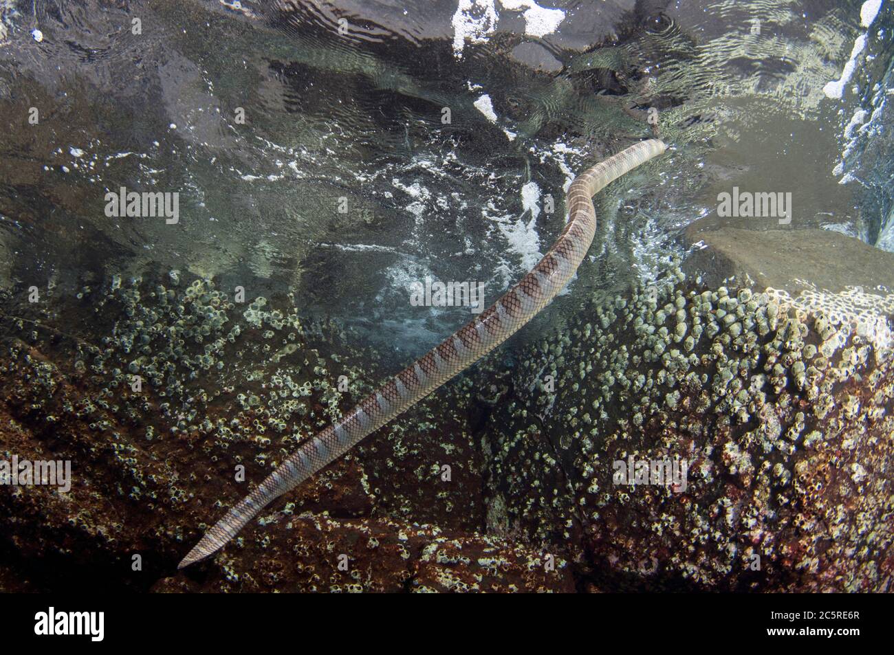 Red sea snake hi-res stock photography and images - Alamy