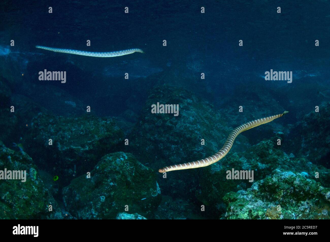 Sea snakes pair hi-res stock photography and images - Alamy