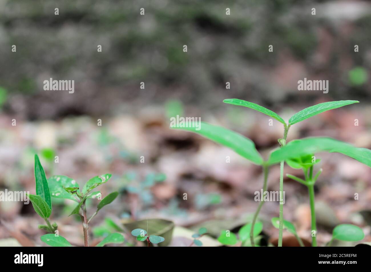 Trees growing up Stock Photo - Alamy