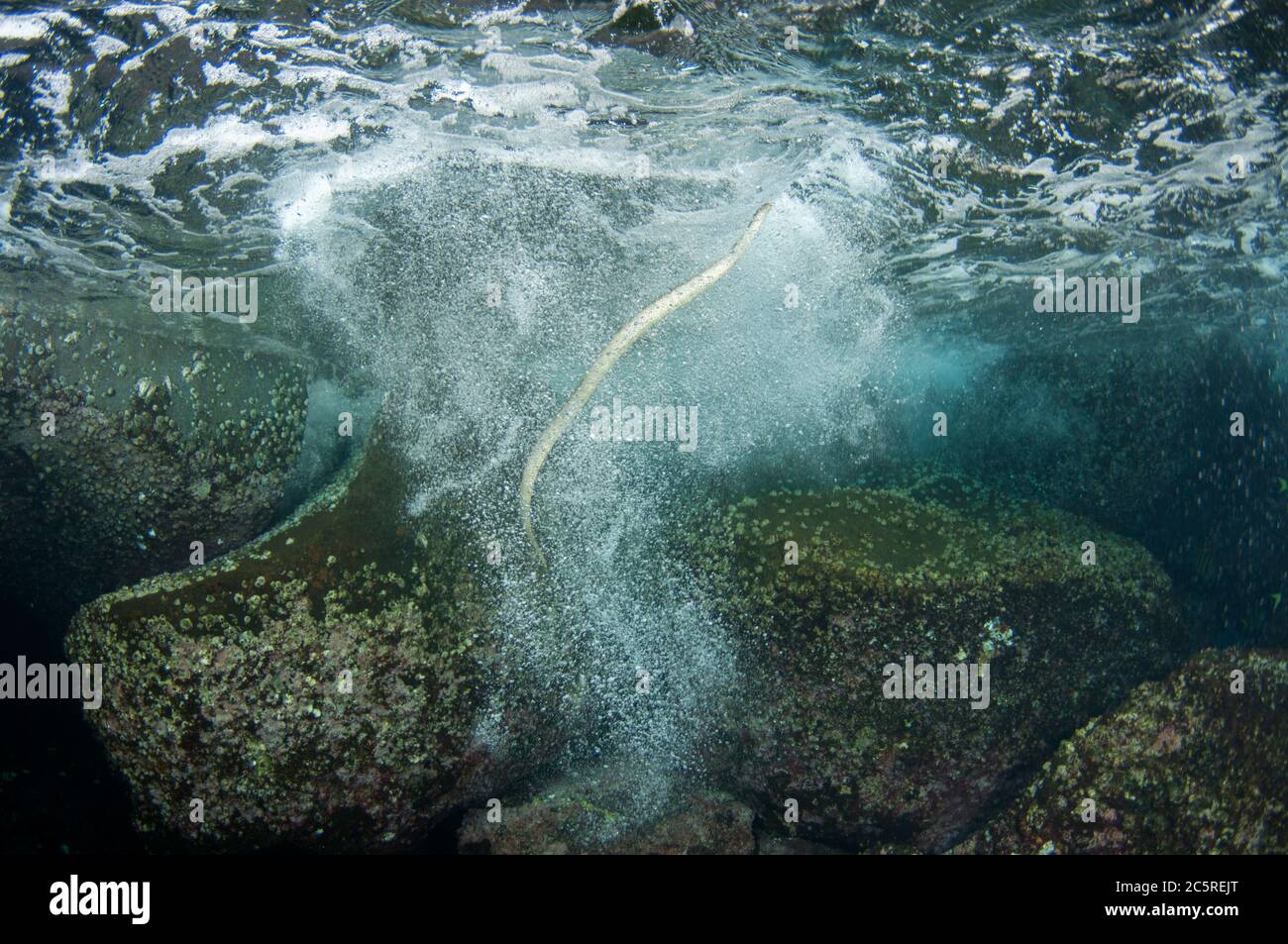 Chinese Sea Snake, Laticauda semifasciata, ascending in surf to surface ...